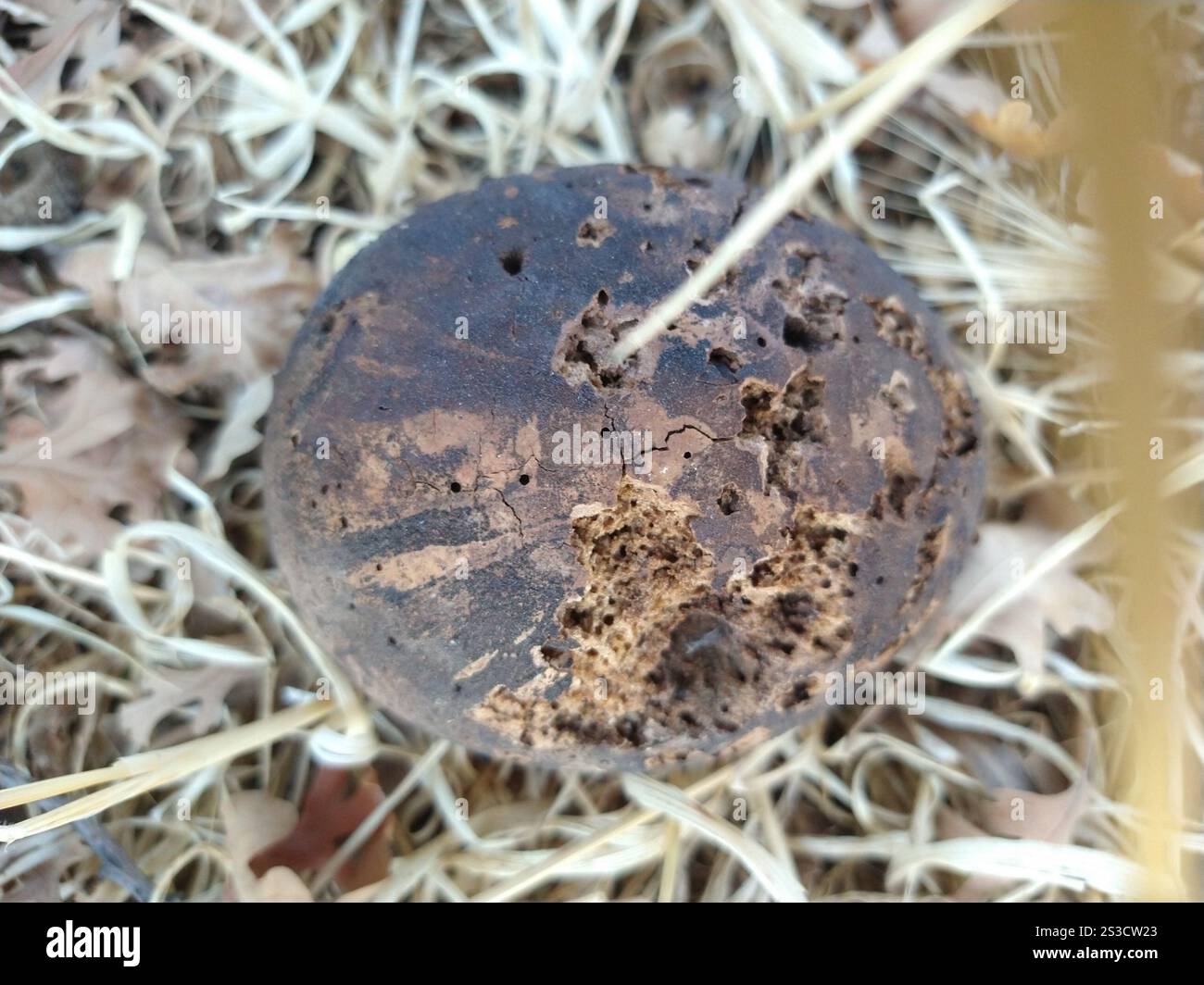 California Gall Wasp (Andricus quercuscalifornicus Stock Photo - Alamy