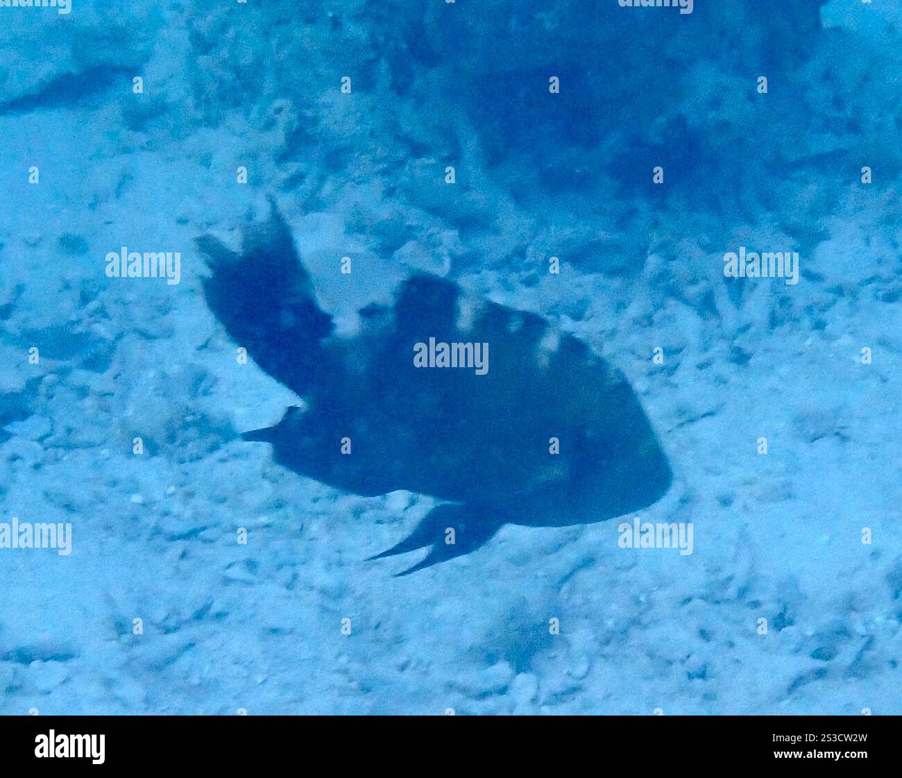 Tripletail Maori Wrasse (Cheilinus trilobatus Stock Photo - Alamy