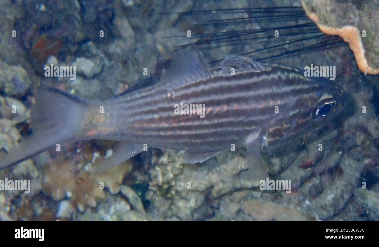 Tiger Cardinalfish (Cheilodipterus macrodon Stock Photo - Alamy