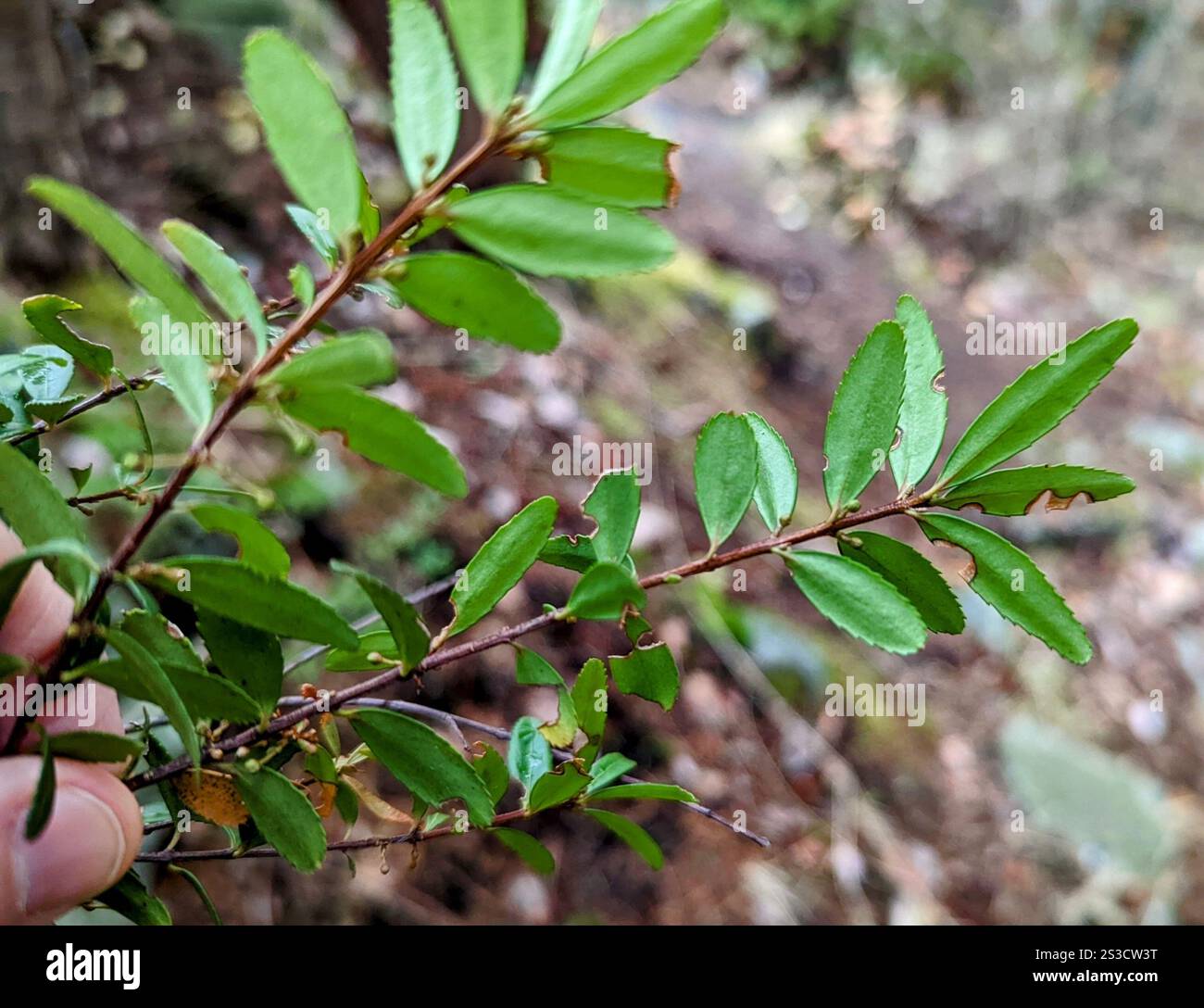 Oregon Boxwood (Paxistima myrsinites Stock Photo - Alamy
