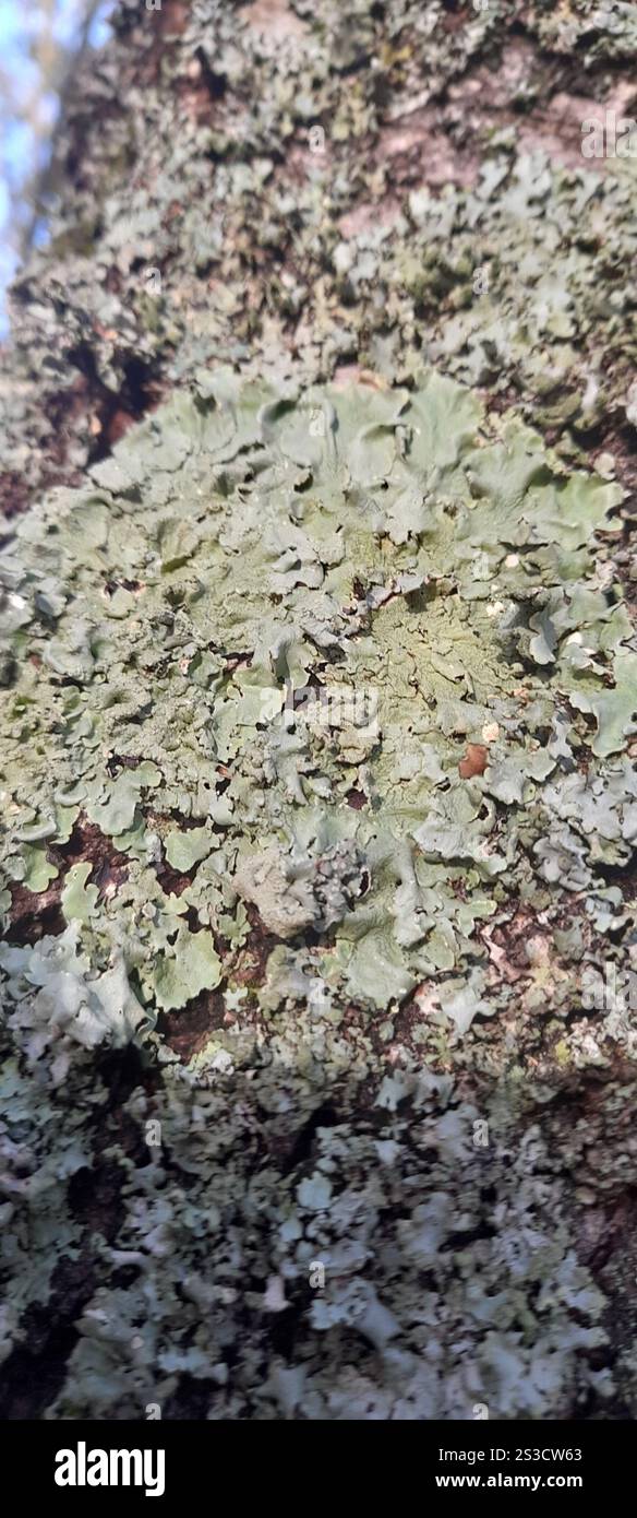 common greenshield lichen (Flavoparmelia caperata Stock Photo - Alamy