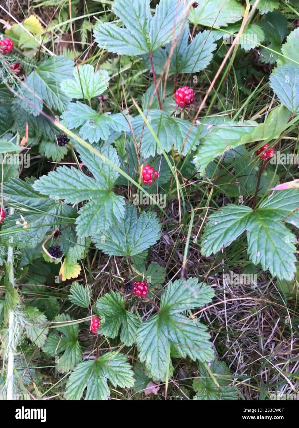Arctic raspberry (Rubus arcticus Stock Photo - Alamy