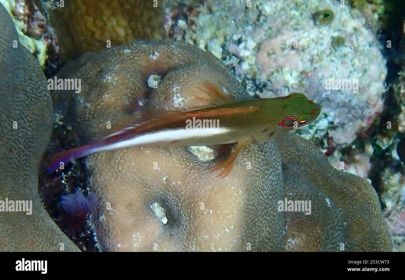 Arc-eye Hawkfish (Paracirrhites arcatus Stock Photo - Alamy