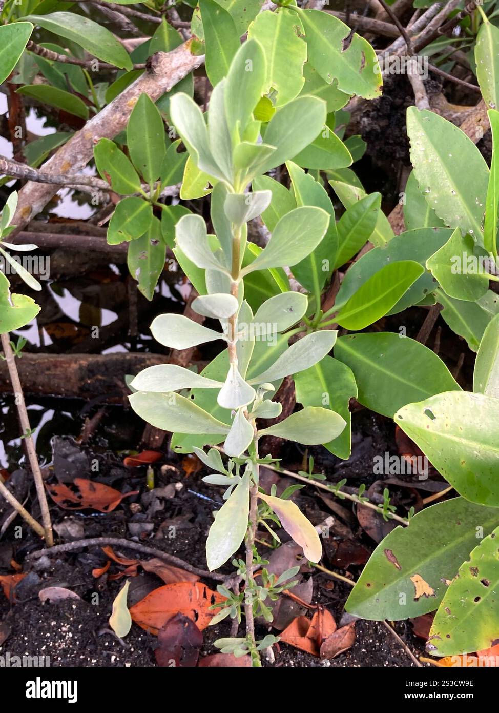 sea ox-eye (Borrichia frutescens Stock Photo - Alamy