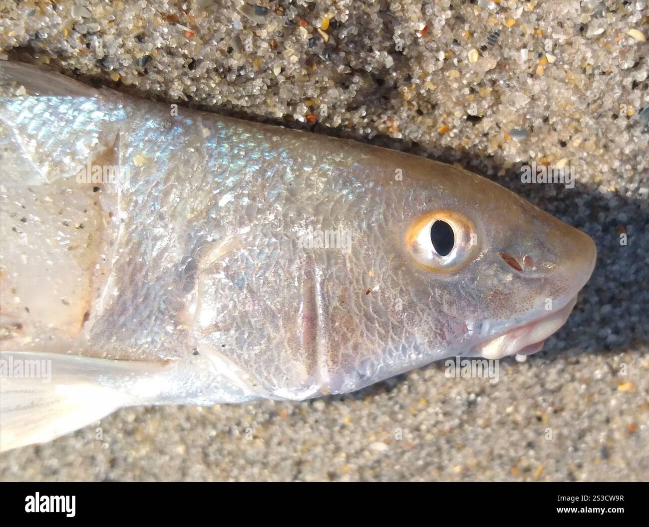 Gulf Kingcroaker (Menticirrhus littoralis Stock Photo - Alamy