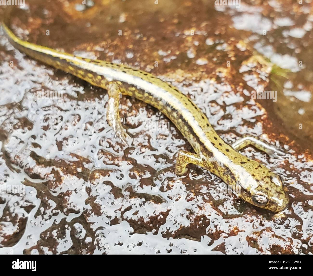 Southern Two-lined Salamander (Eurycea cirrigera Stock Photo - Alamy