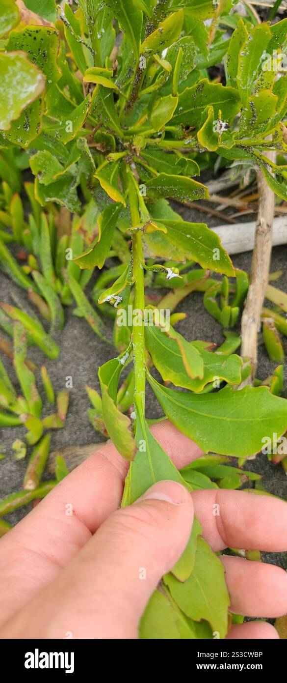 Bietou (Osteospermum moniliferum Stock Photo - Alamy