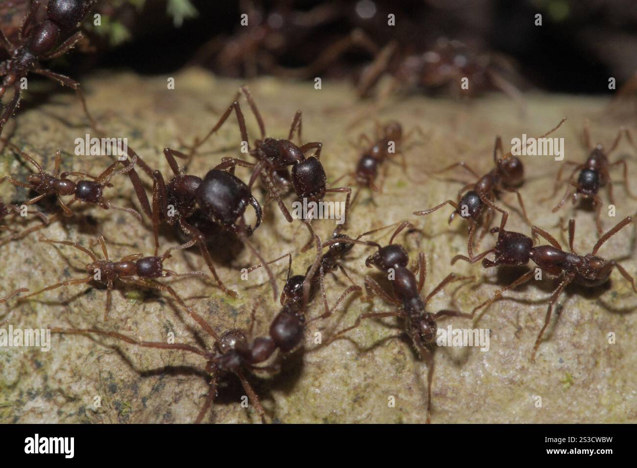 Labidus Army Ants (Labidus Stock Photo - Alamy