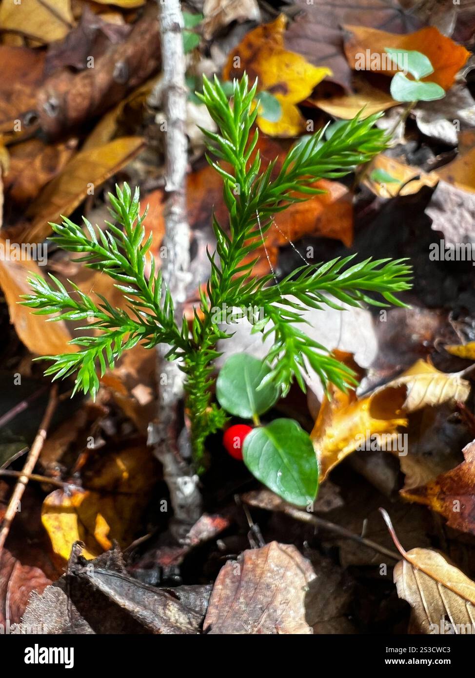 flat-branched tree-clubmoss (Dendrolycopodium obscurum Stock Photo - Alamy