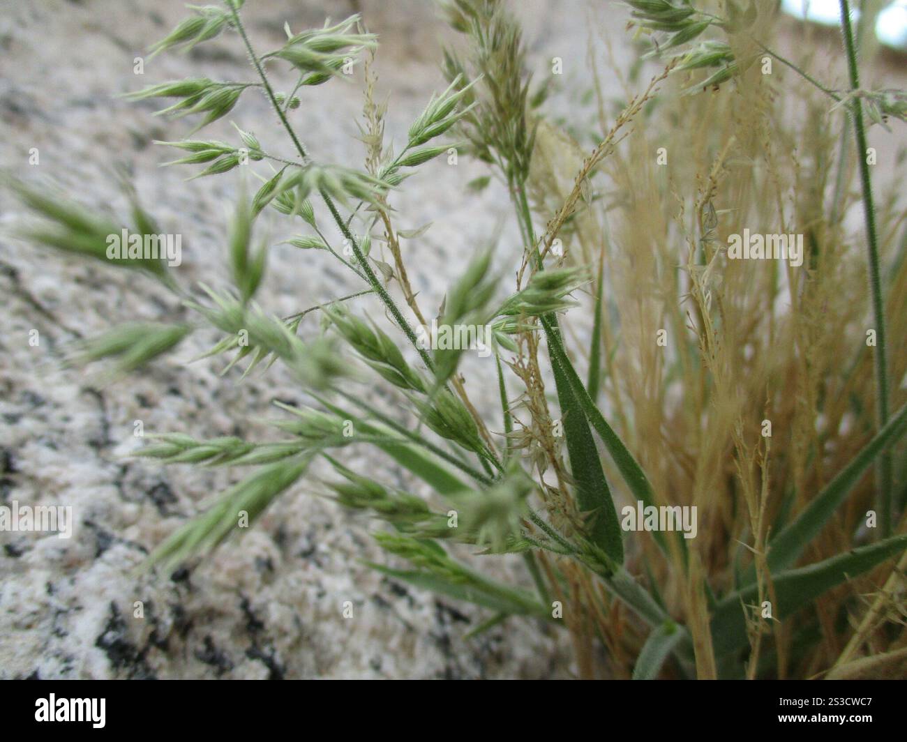 Rock Nine-Awned Grass (Enneapogon scaber Stock Photo - Alamy