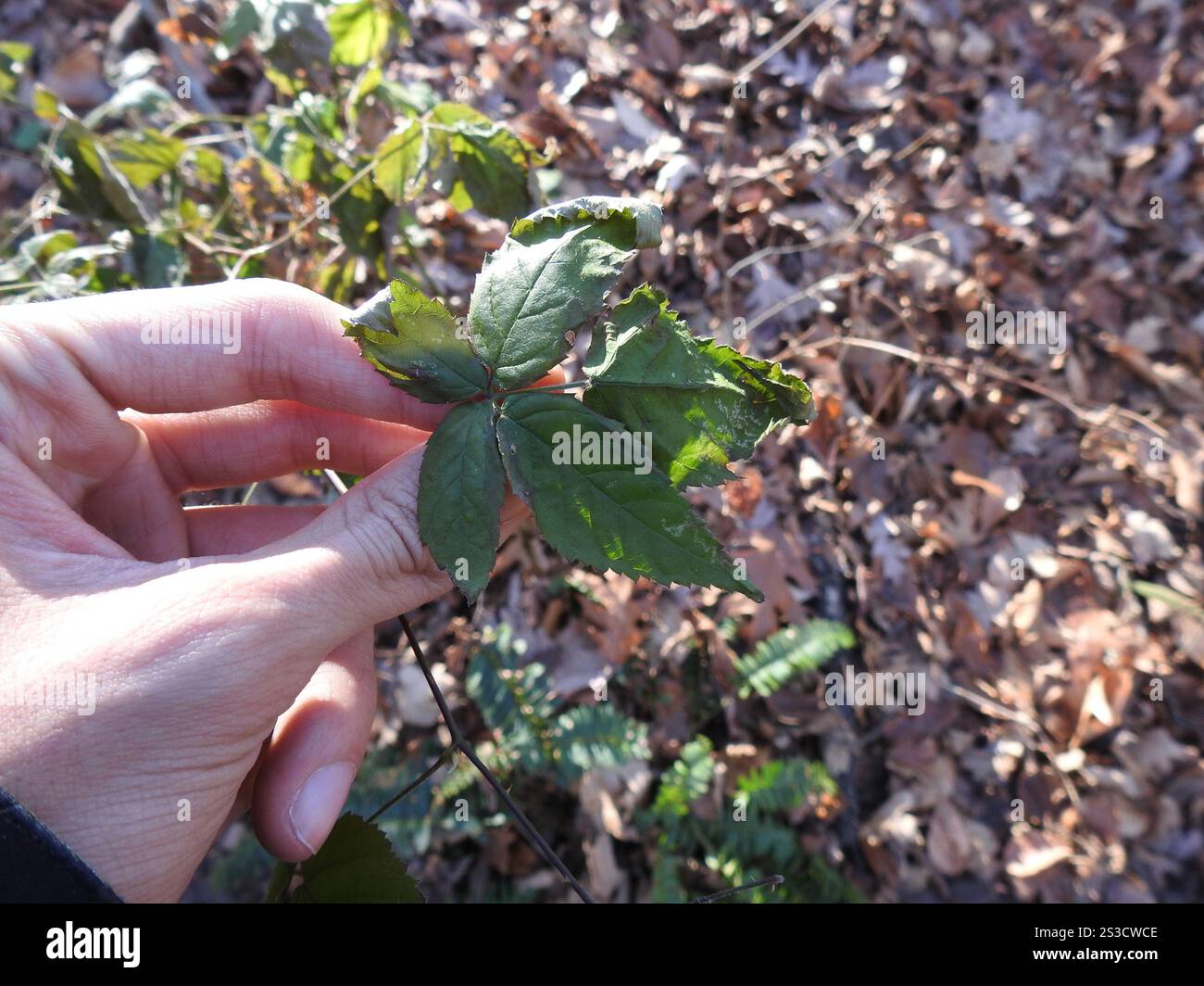 Common Dewberry (Rubus flagellaris Stock Photo - Alamy