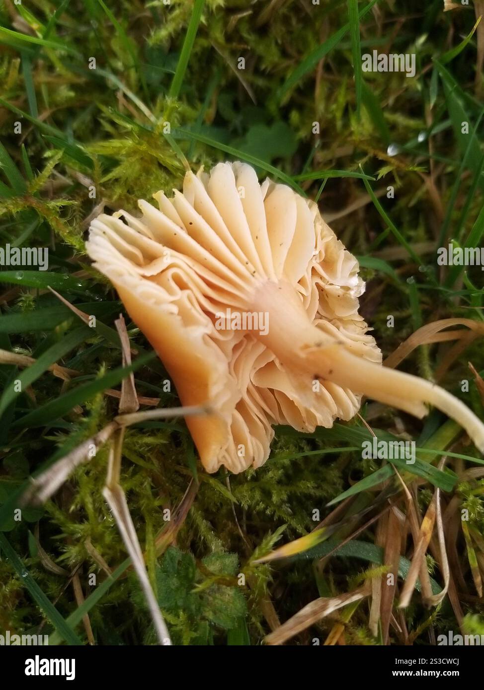 Meadow Waxcap (Cuphophyllus pratensis Stock Photo - Alamy