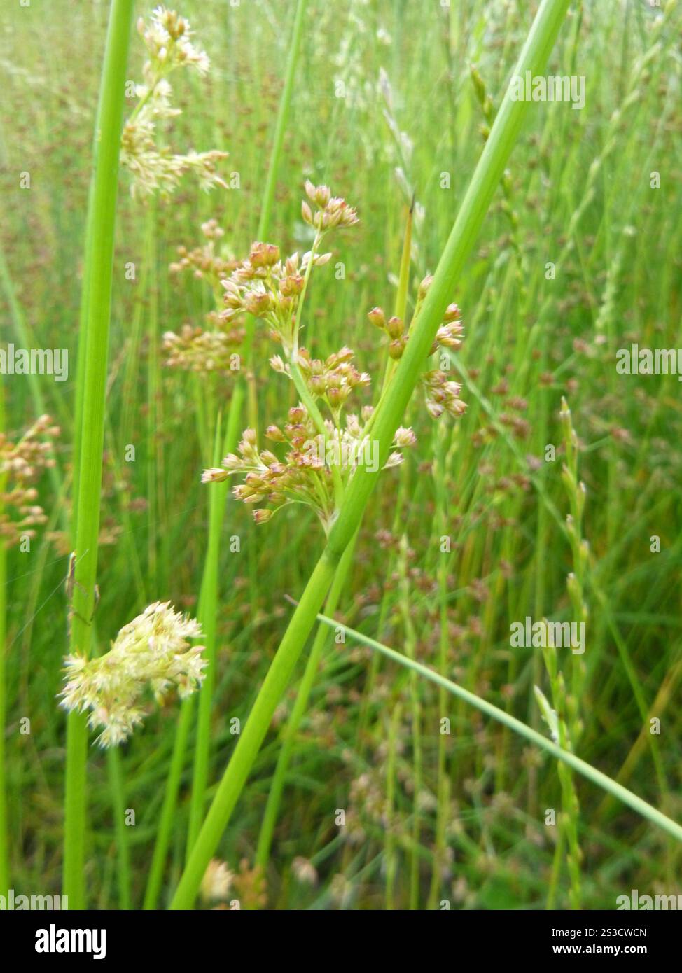 Soft Rush (Juncus effusus Stock Photo - Alamy