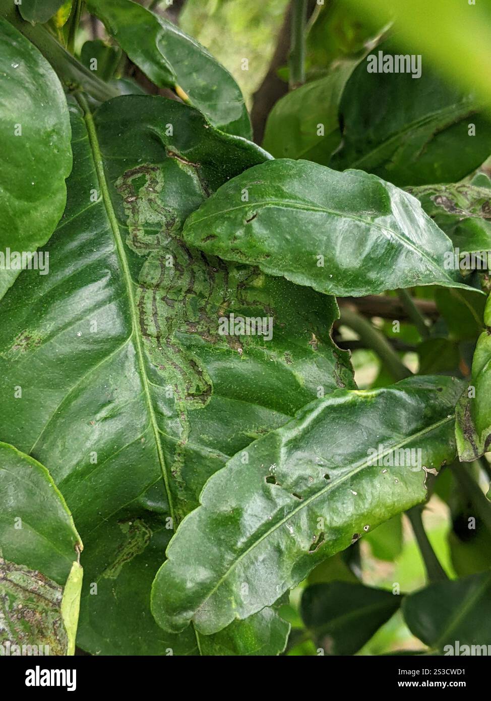 Citrus Leafminer (Phyllocnistis citrella Stock Photo - Alamy
