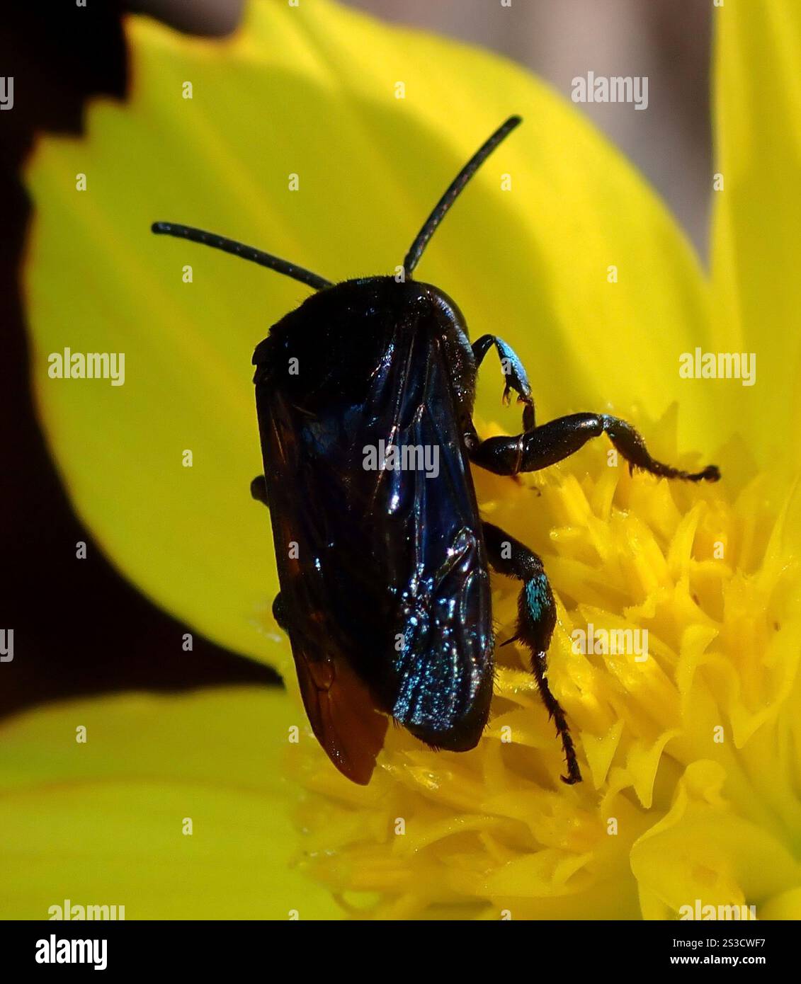 Thyreus hi-res stock photography and images - Alamy