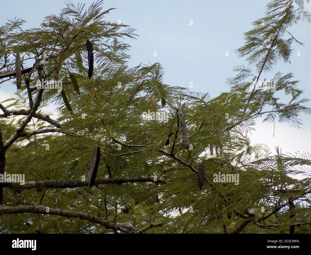 Red Angico (Anadenanthera colubrina Stock Photo - Alamy