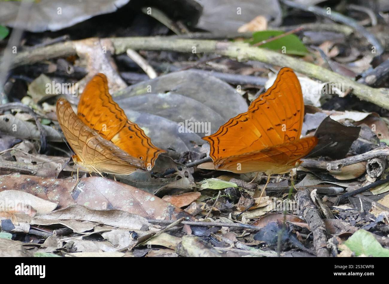 (Vindula dejone celebensis Stock Photo - Alamy