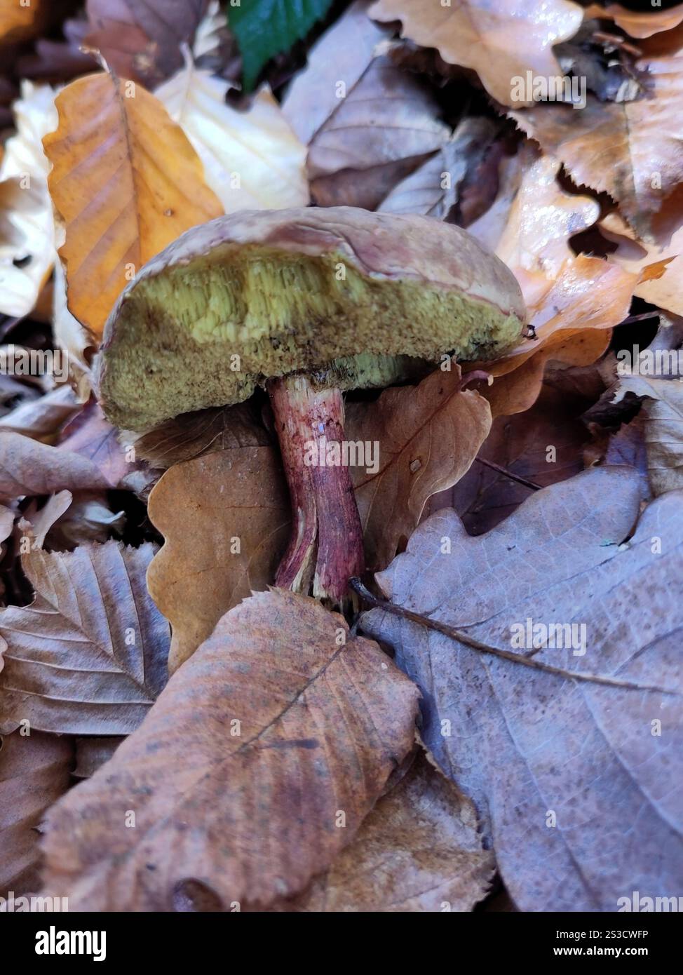 Red-cracking Bolete (Xerocomellus chrysenteron Stock Photo - Alamy