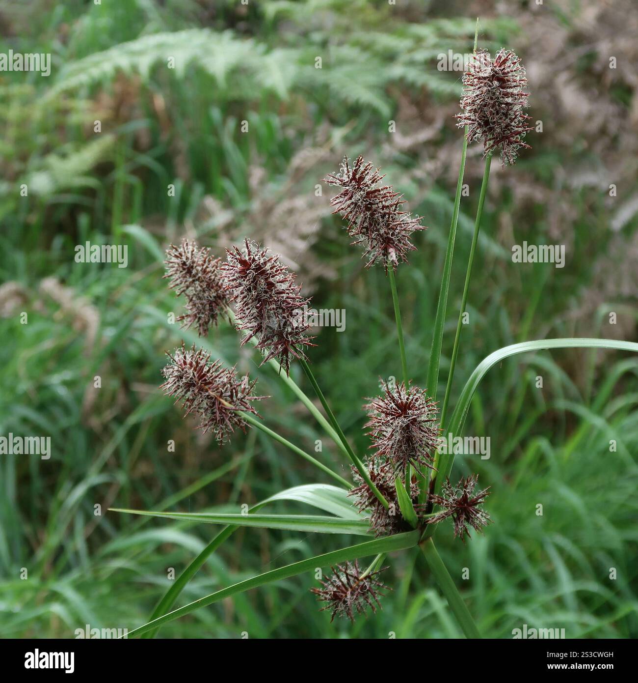 Common Leaf-rush (Cyperus lucidus Stock Photo - Alamy