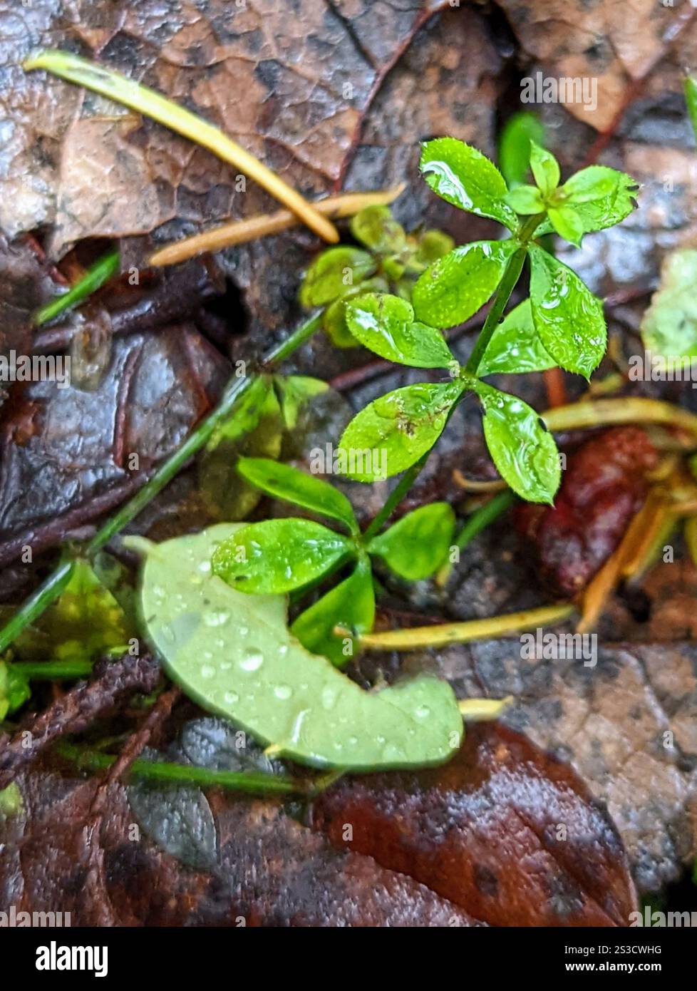 fragrant bedstraw (Galium triflorum Stock Photo - Alamy