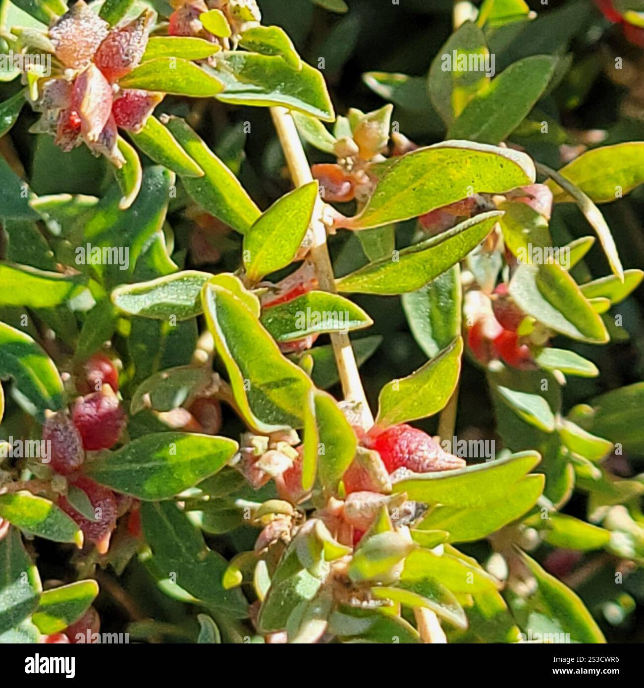 berry saltbush (Atriplex semibaccata Stock Photo - Alamy