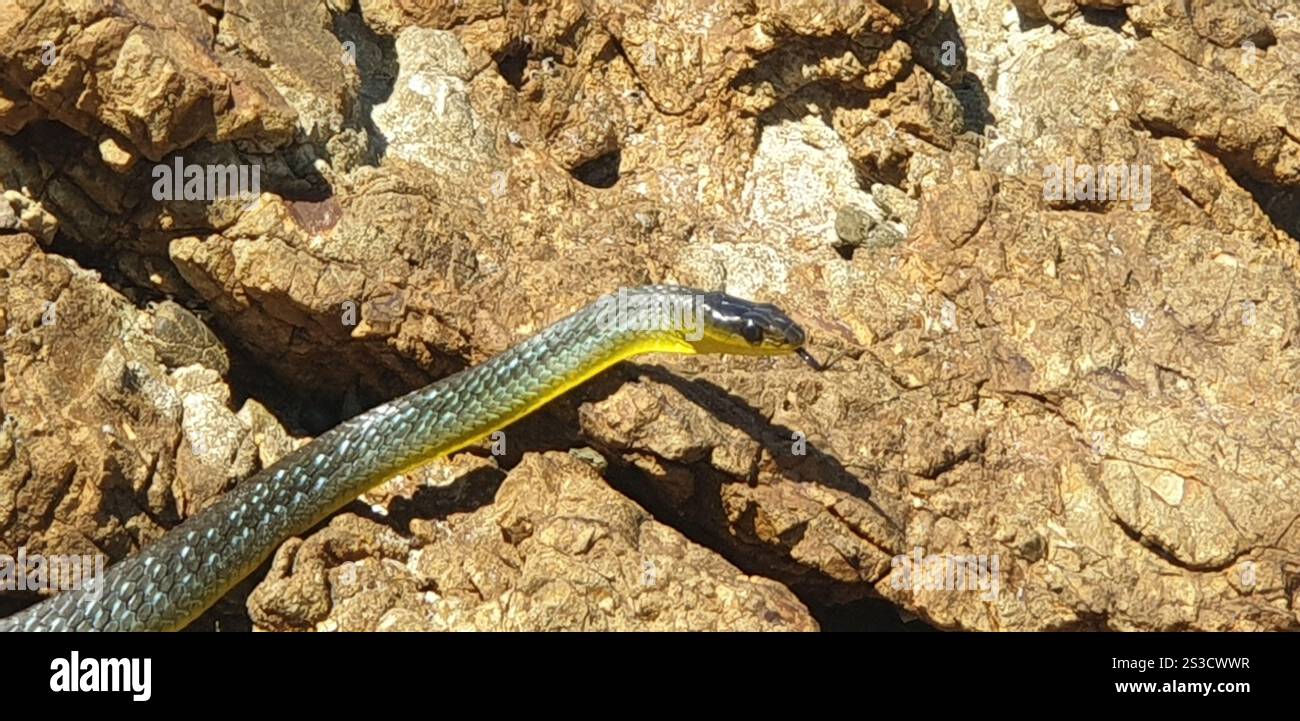 Common Tree Snake (Dendrelaphis punctulatus Stock Photo - Alamy