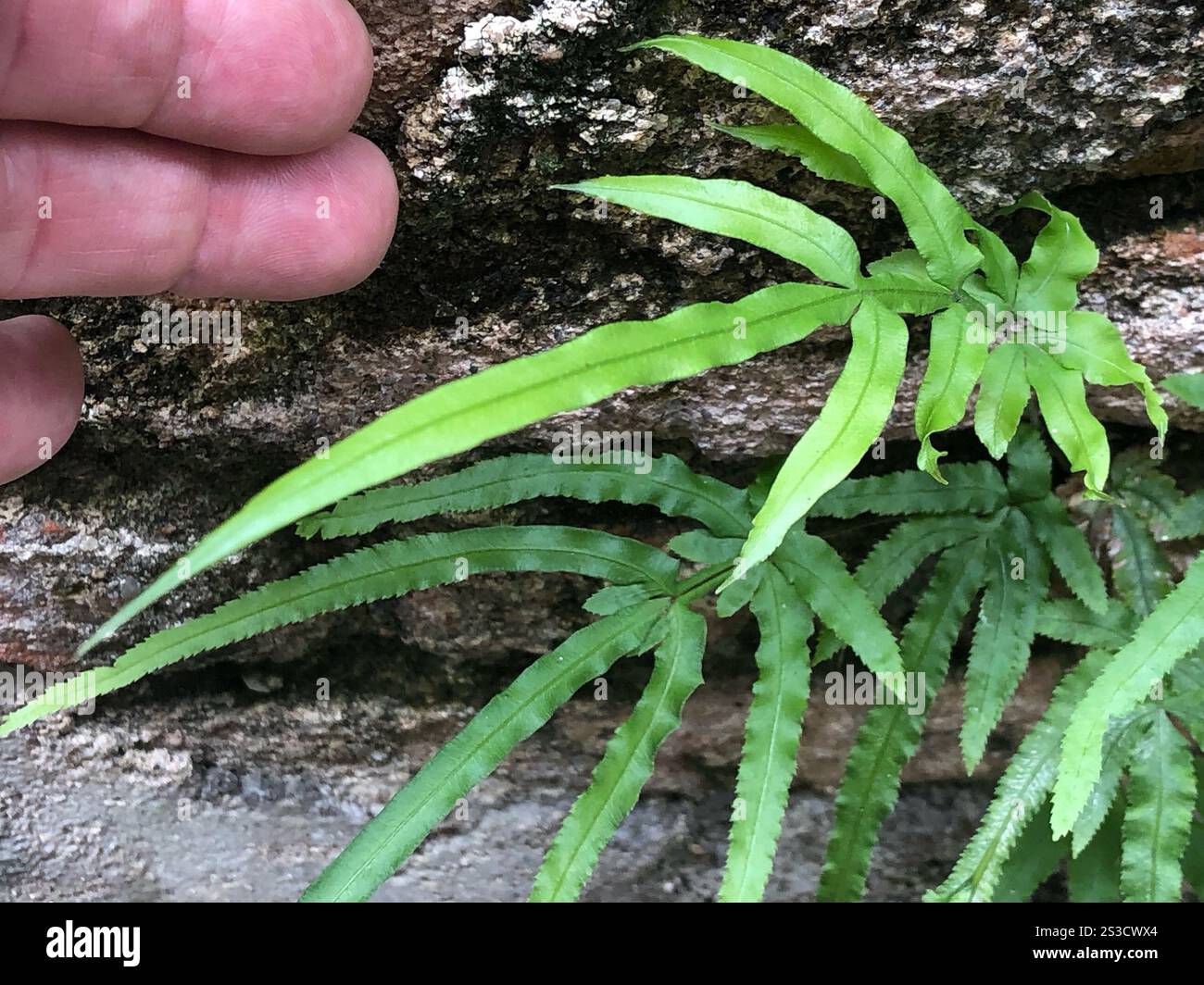 spider brake (Pteris multifida Stock Photo - Alamy