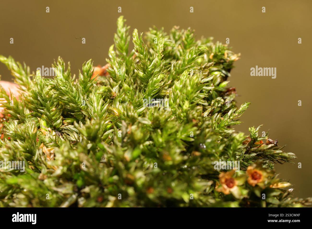 Horn Calcareous Moss (Mnium hornum Stock Photo - Alamy