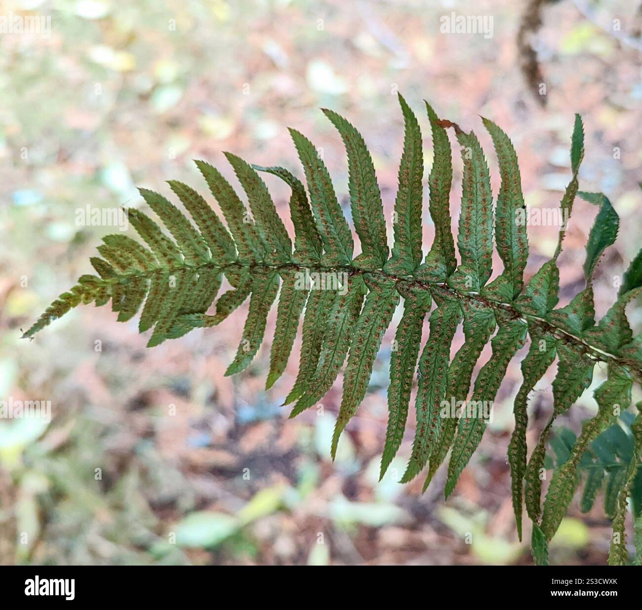 western sword fern (Polystichum munitum Stock Photo - Alamy