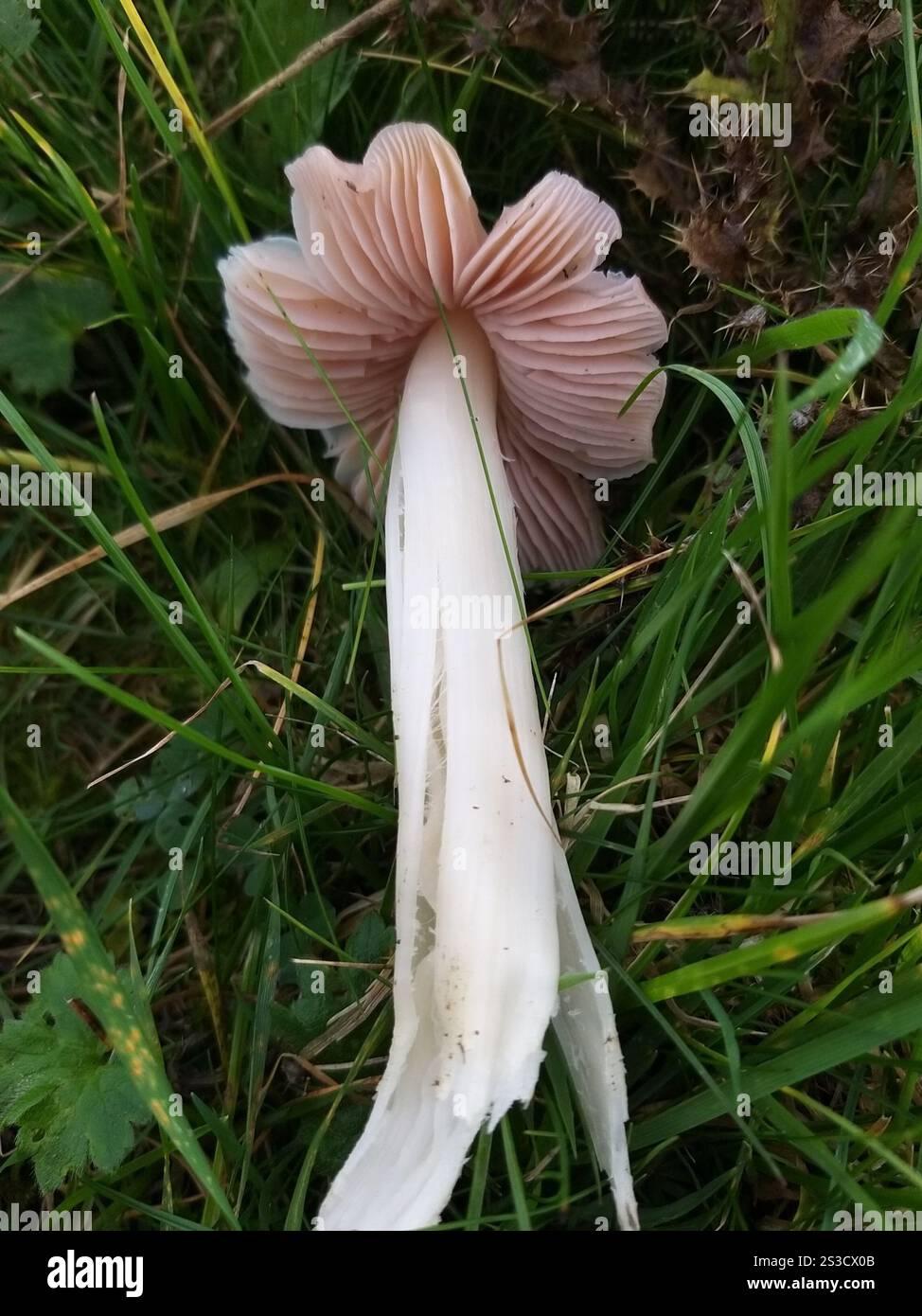 Pink Waxcap (Porpolomopsis calyptriformis Stock Photo - Alamy