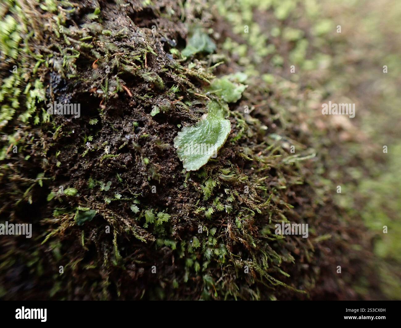 Complex thallose liverworts (Marchantiales Stock Photo - Alamy