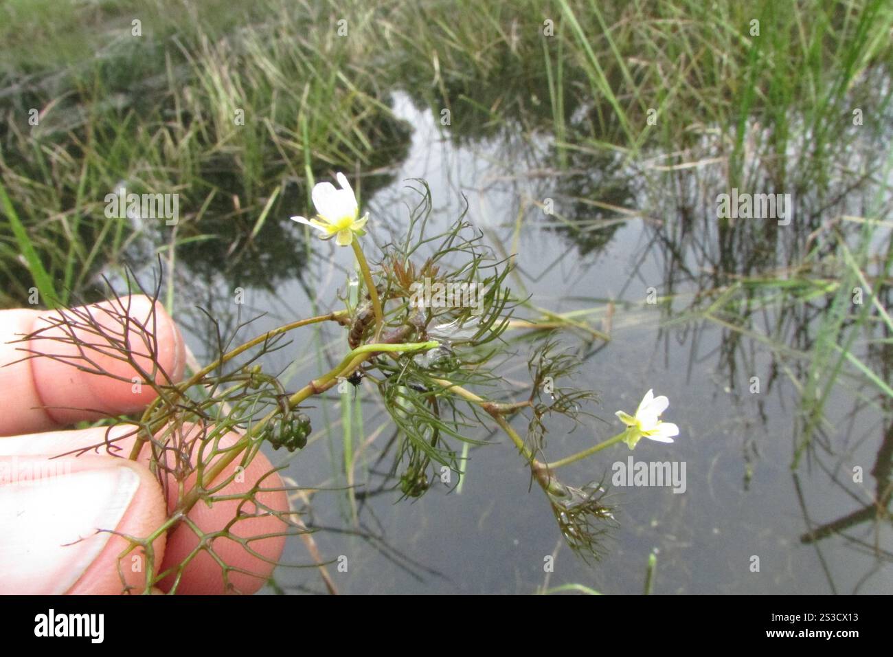 Thread-leaved Water-crowfoot (Ranunculus trichophyllus Stock Photo - Alamy