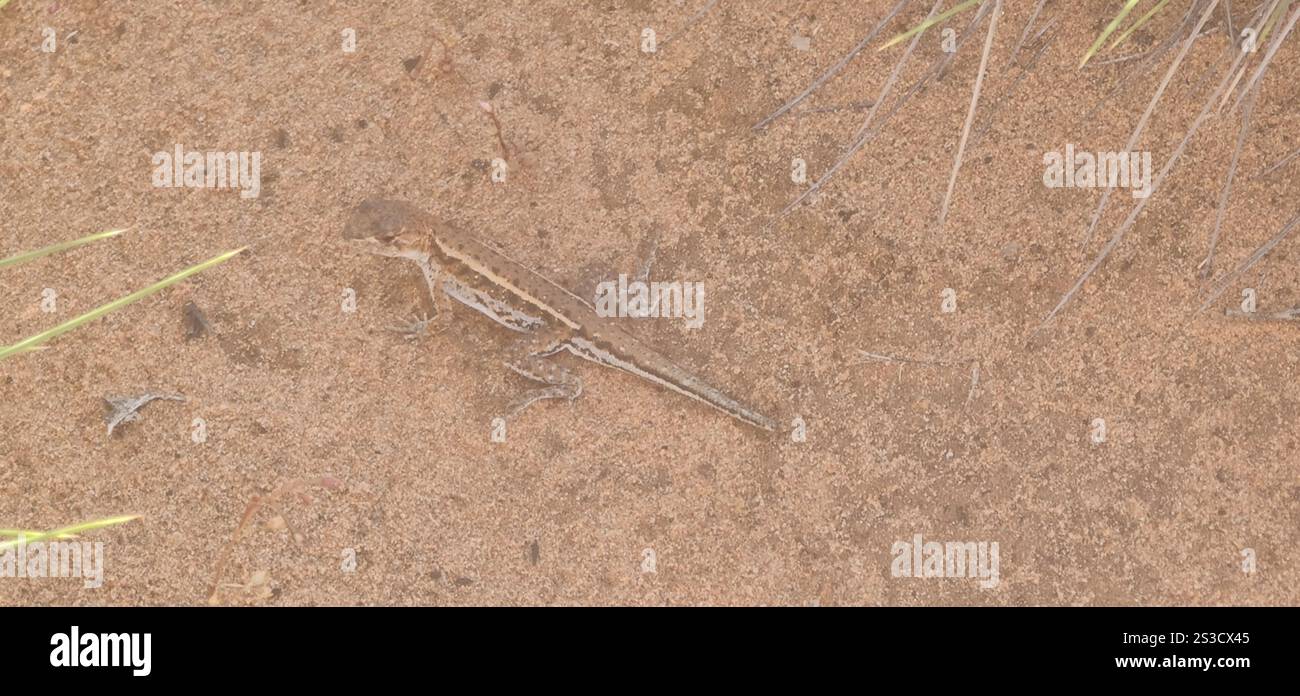 eastern mallee dragon (Ctenophorus spinodomus Stock Photo - Alamy