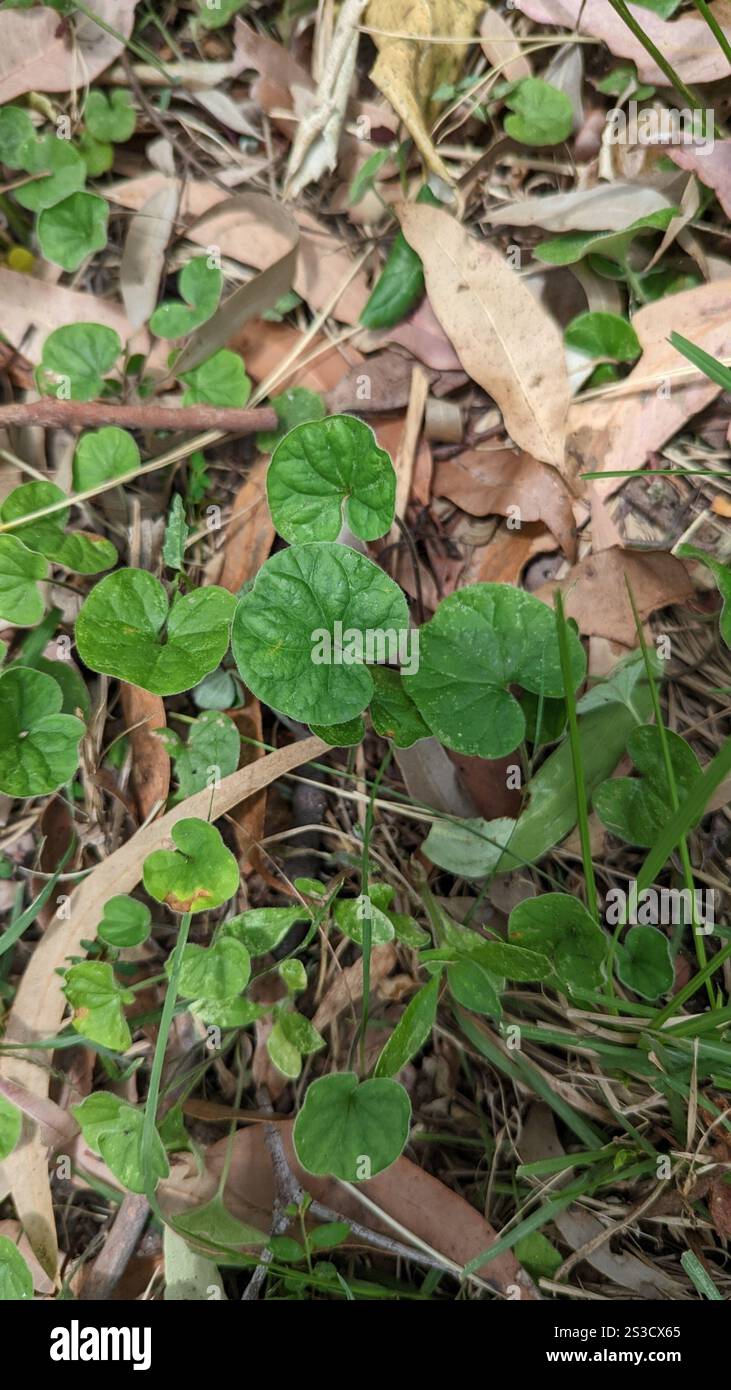 kidney weed (Dichondra repens Stock Photo - Alamy