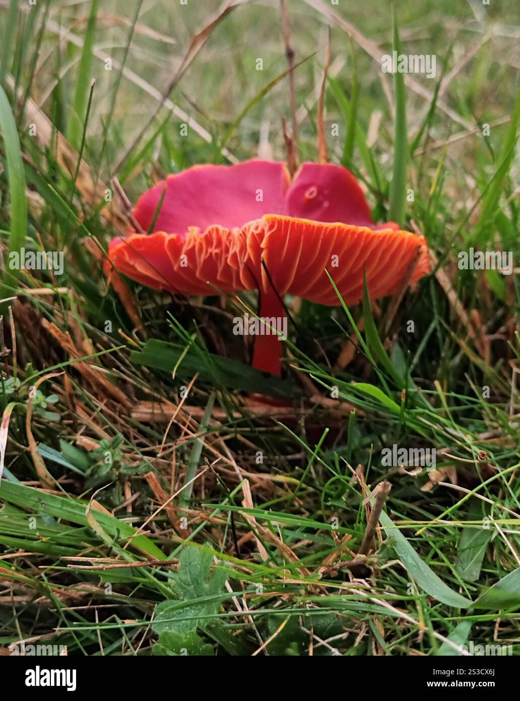 Scarlet Waxy Cap (Hygrocybe coccinea Stock Photo - Alamy