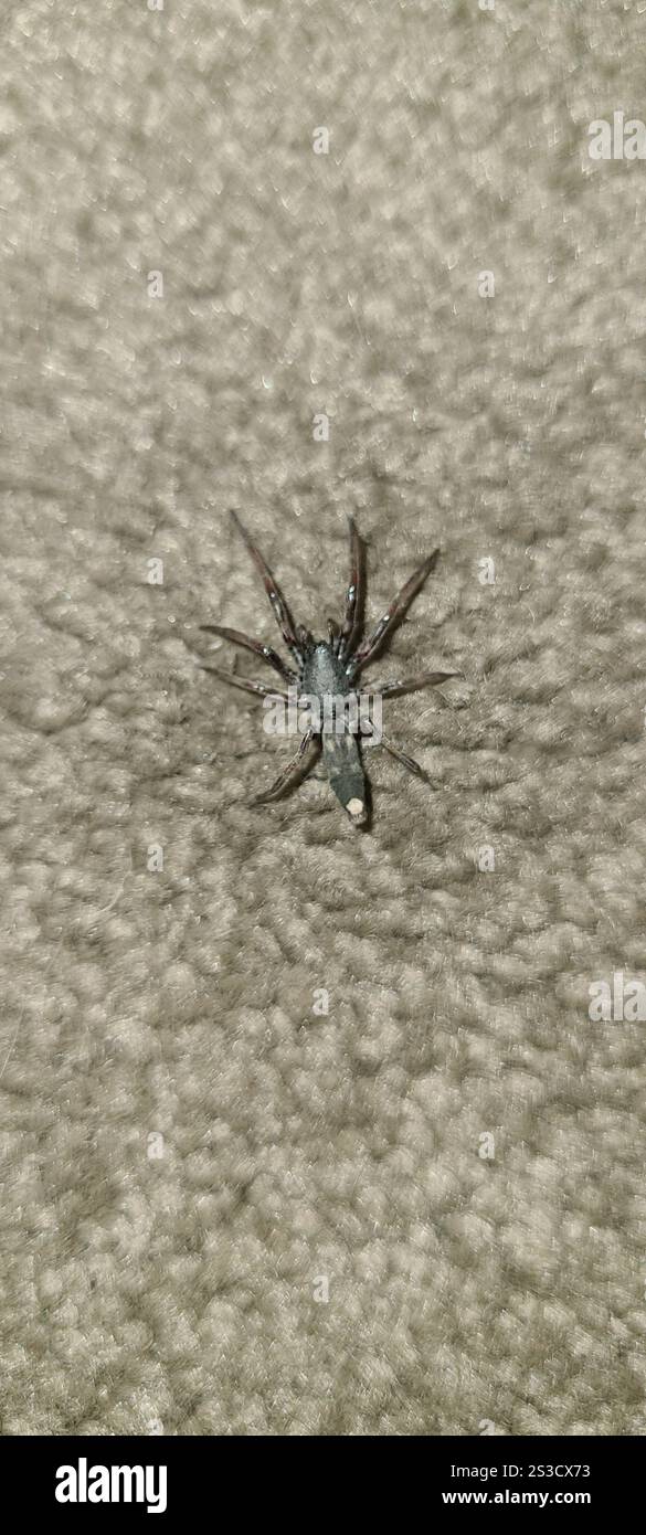 Common White-tail Spider (Lampona cylindrata Stock Photo - Alamy