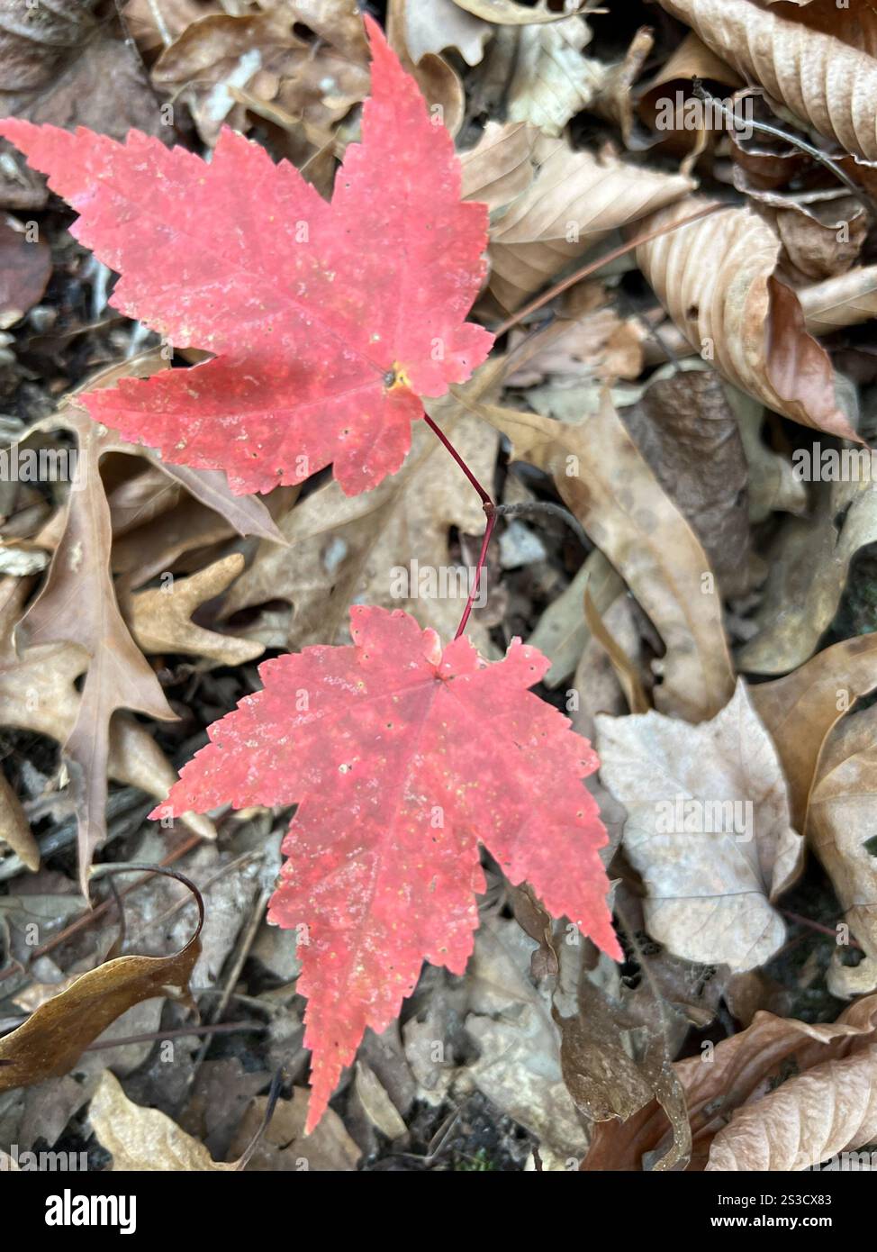 red maple (Acer rubrum Stock Photo - Alamy
