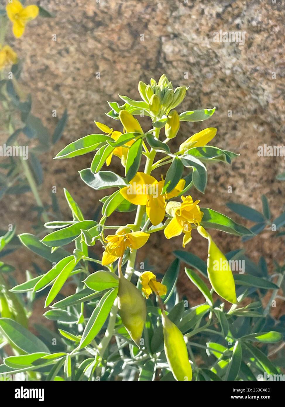 Bladderpod (Cleomella arborea Stock Photo - Alamy