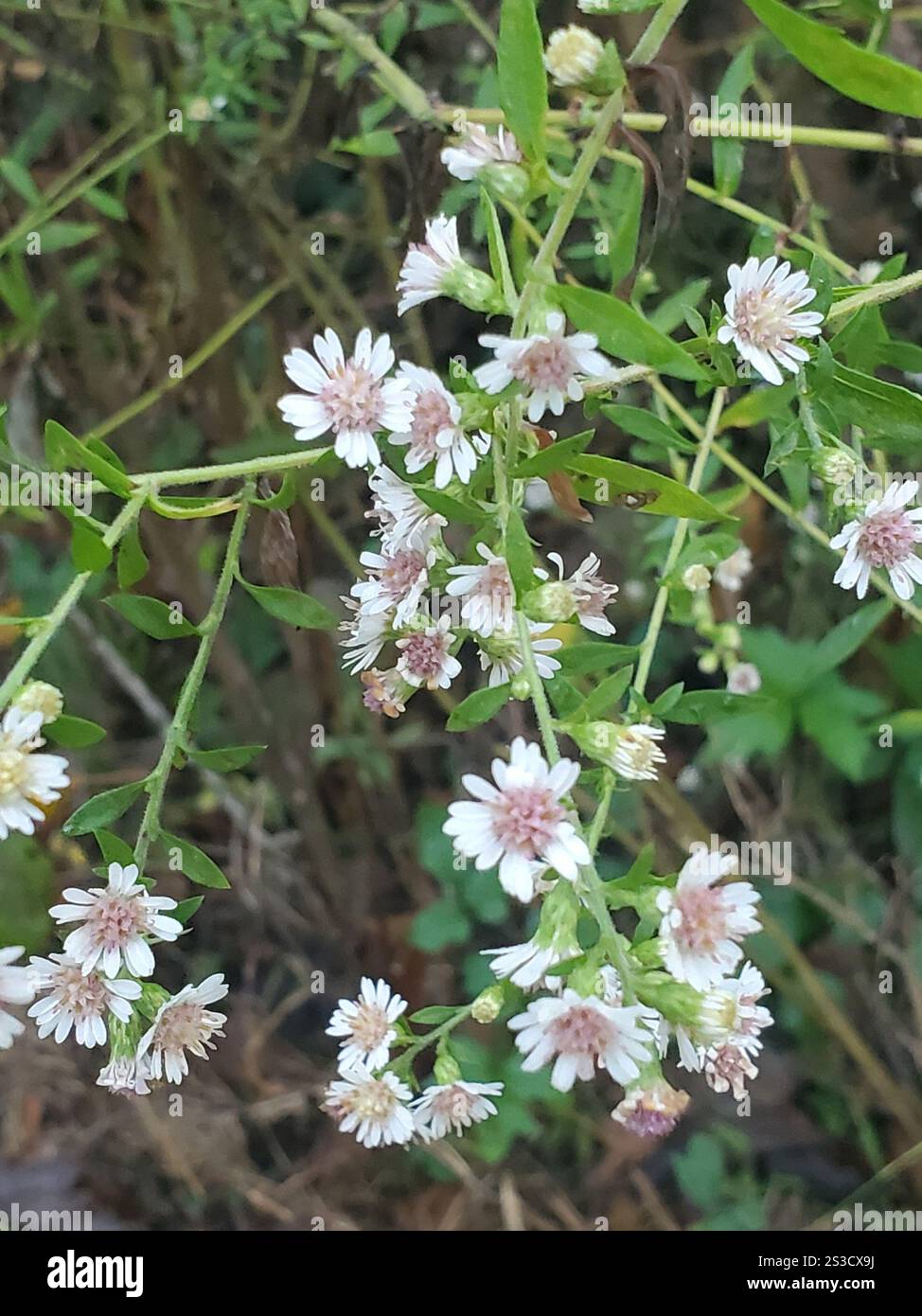 calico aster (Symphyotrichum lateriflorum Stock Photo - Alamy