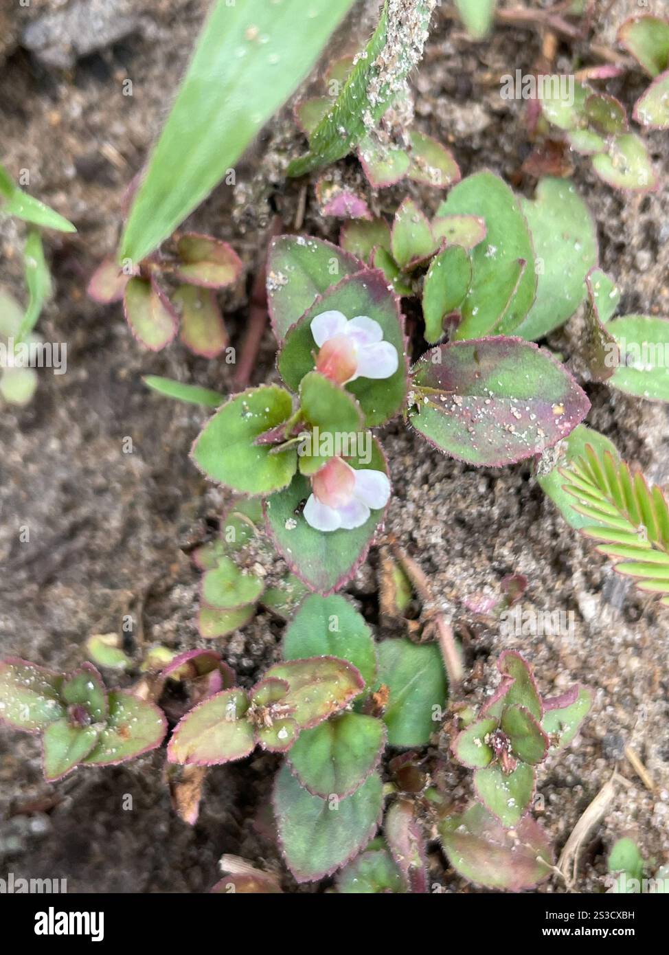 Spreading False Pimpernel (Vandellia diffusa Stock Photo - Alamy