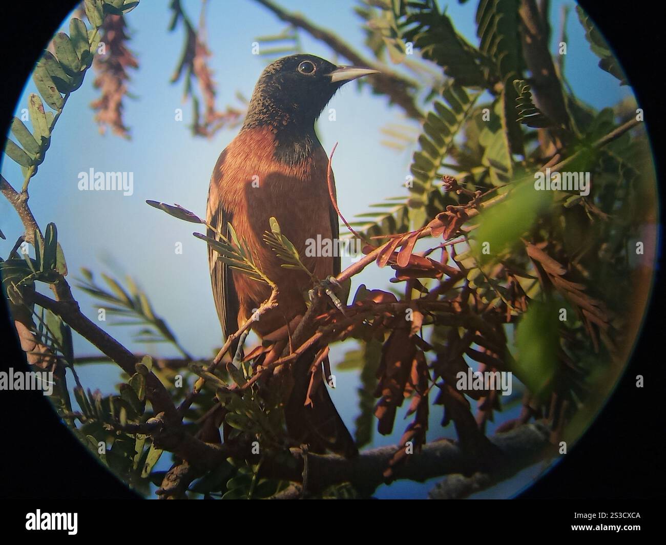 Orchard Oriole (Icterus spurius Stock Photo - Alamy