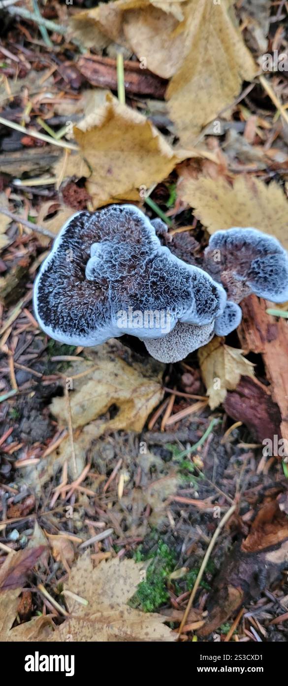 Blue Tooth (Hydnellum caeruleum Stock Photo - Alamy