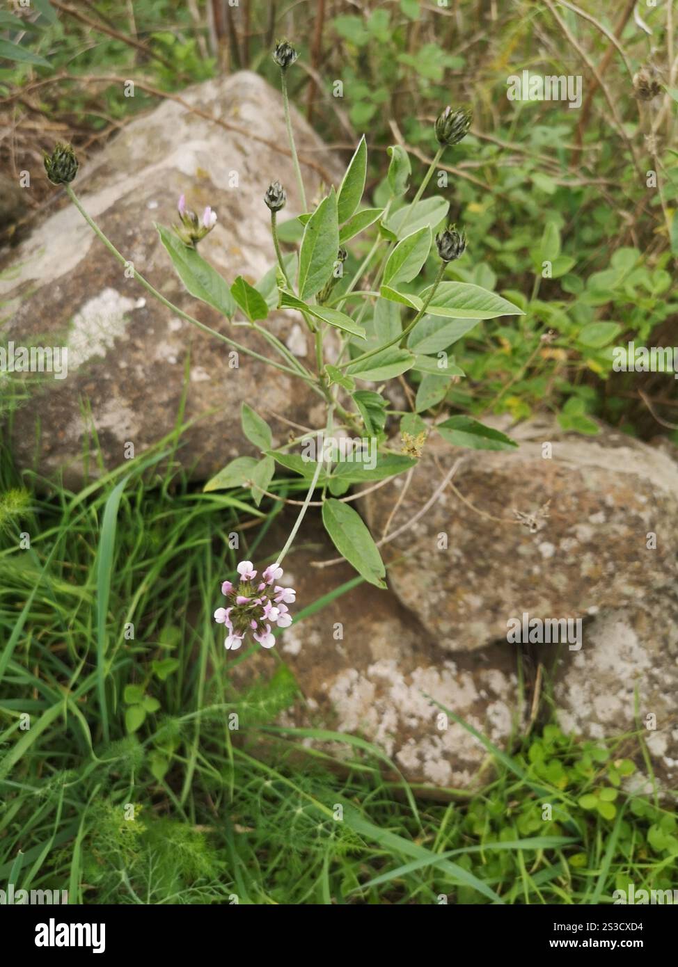 arabian pea (Bituminaria bituminosa Stock Photo - Alamy