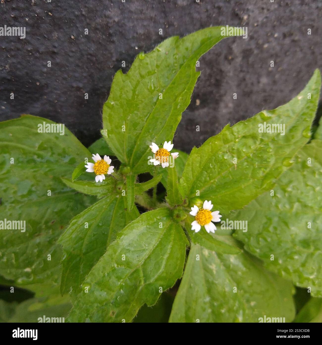 shaggy soldier (Galinsoga quadriradiata Stock Photo - Alamy