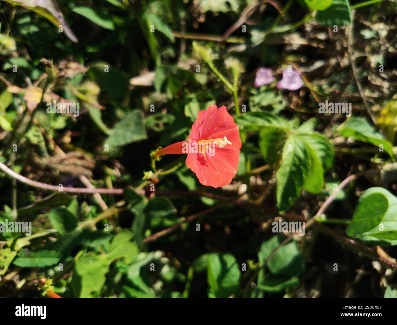 scarlet creeper (Ipomoea hederifolia Stock Photo - Alamy