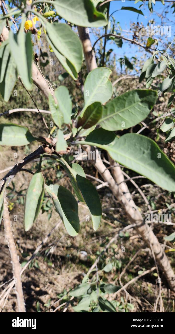 tree tobacco (Nicotiana glauca Stock Photo - Alamy