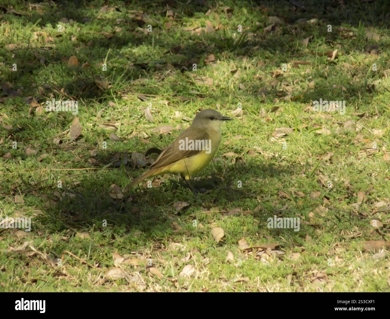 Cattle Tyrant (Machetornis rixosa Stock Photo - Alamy