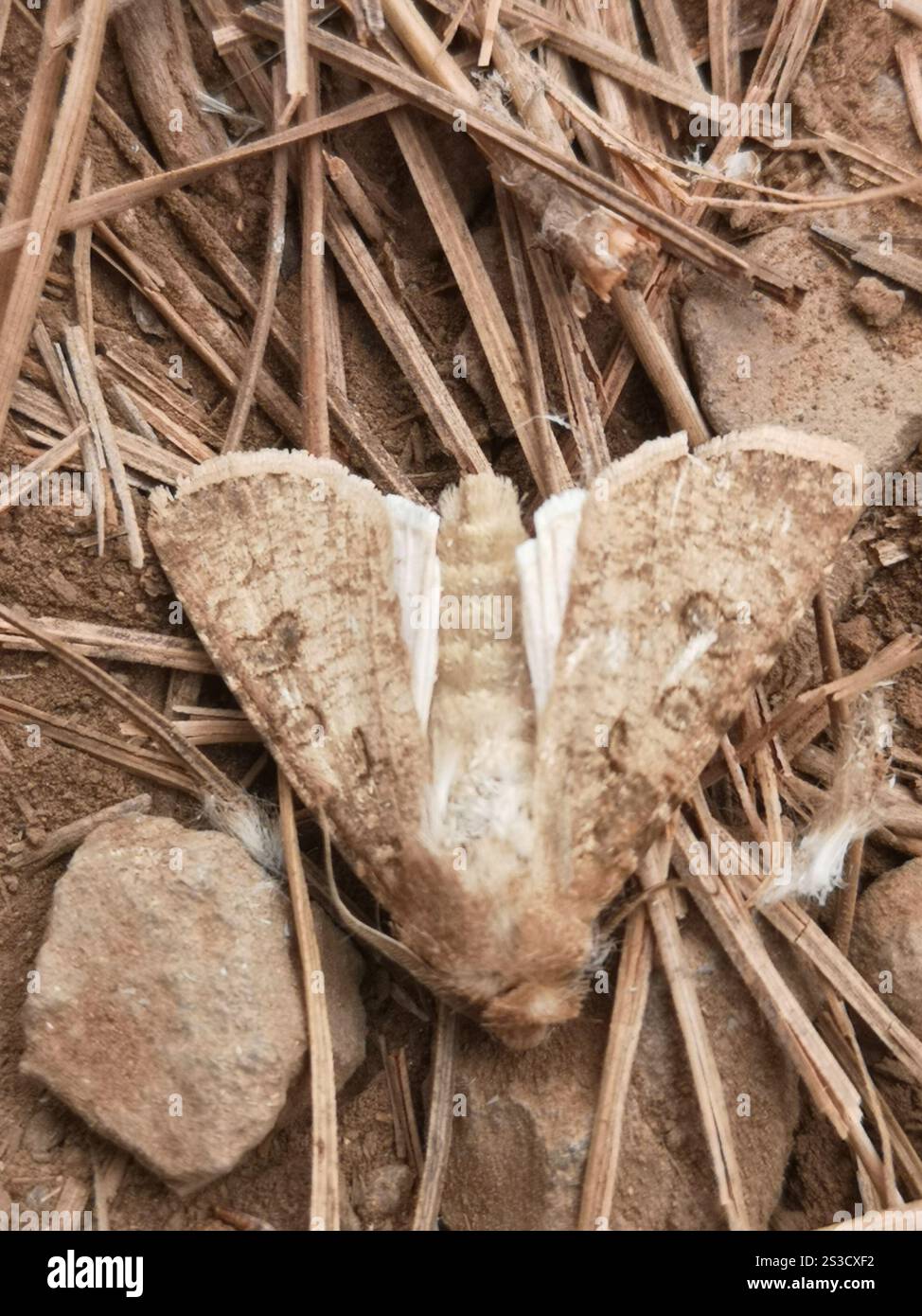 Turnip Moth (Agrotis segetum Stock Photo - Alamy