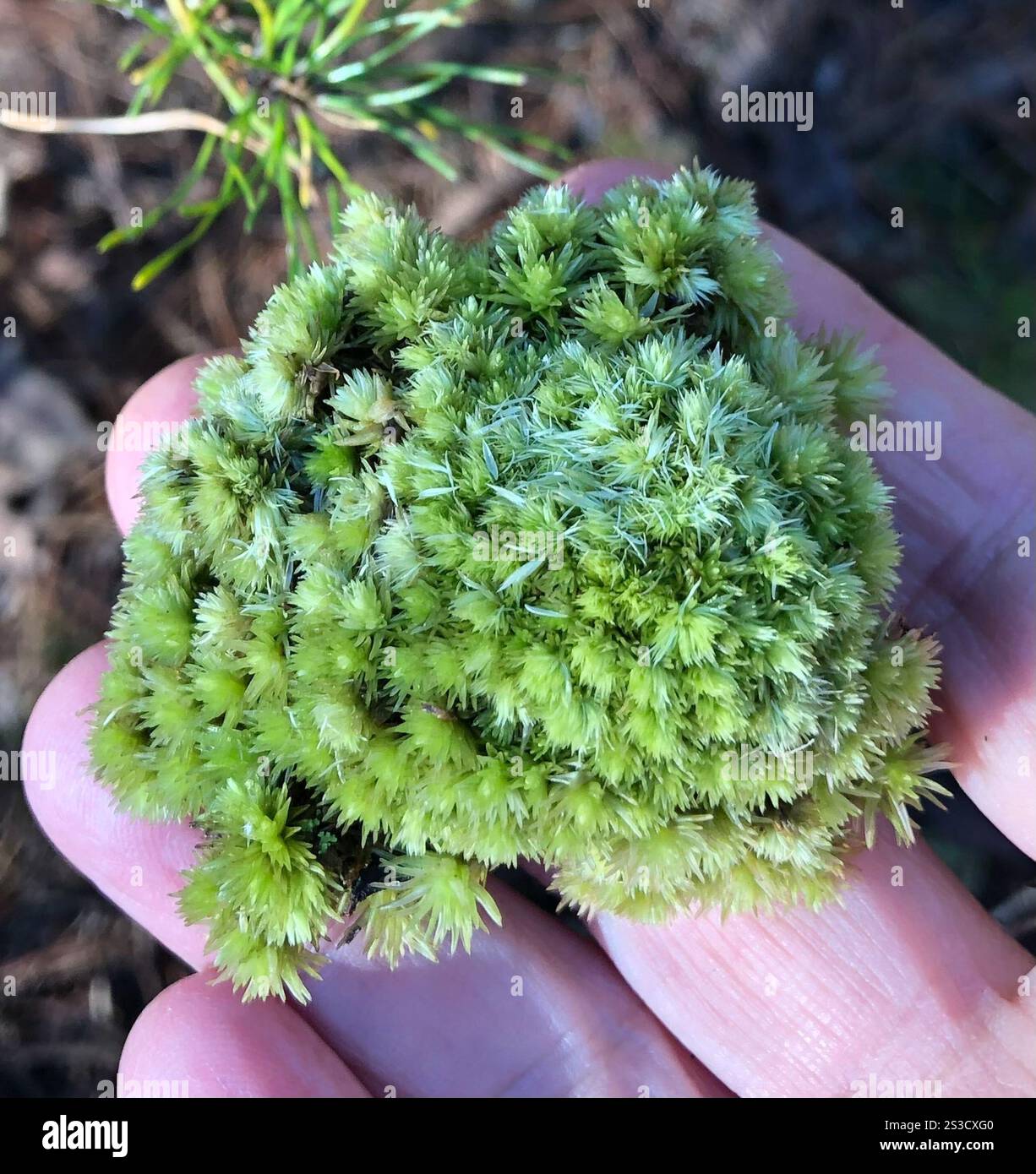 Pincushion Moss (Leucobryum glaucum Stock Photo - Alamy