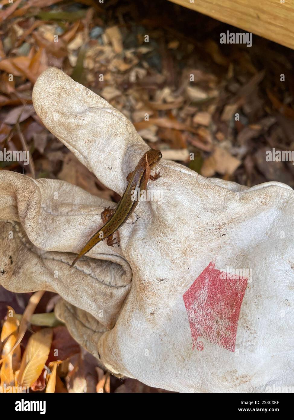 Southern Two-lined Salamander (Eurycea cirrigera Stock Photo - Alamy